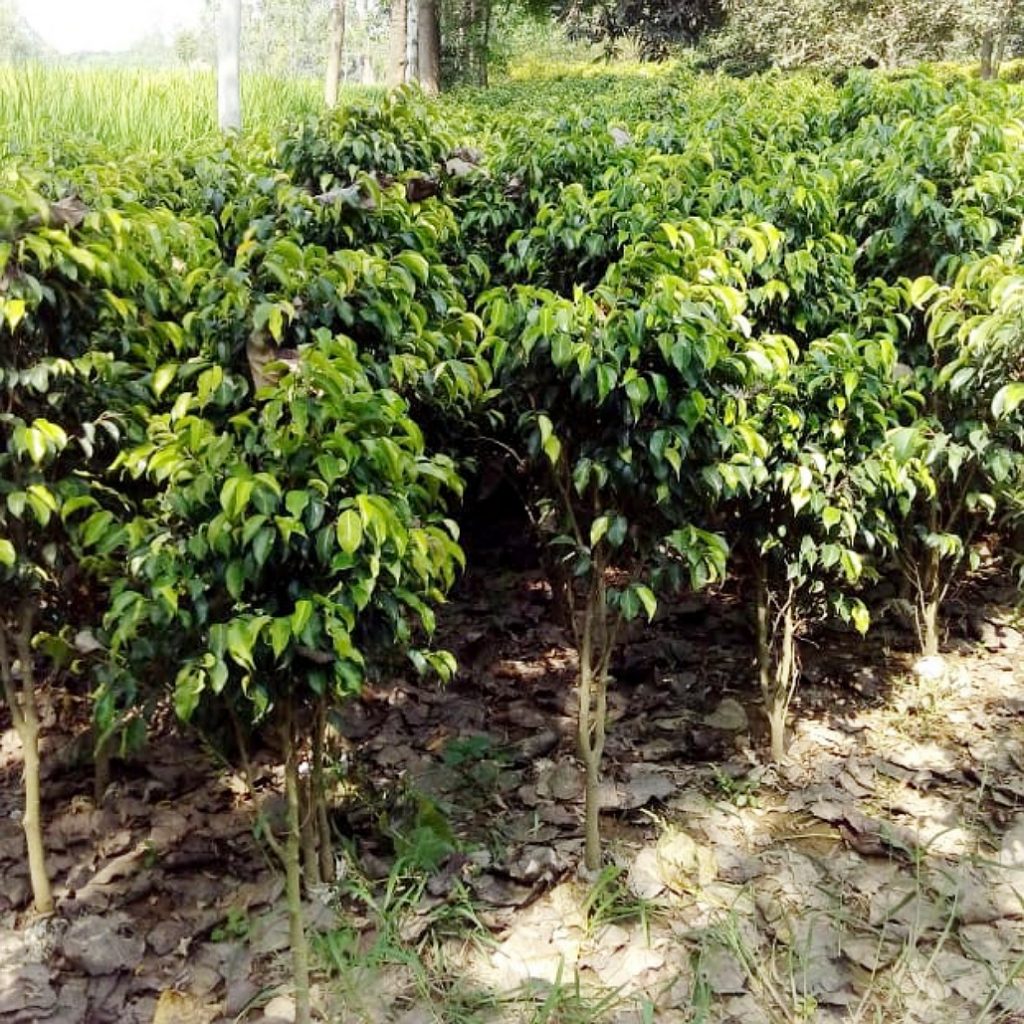 Ficus plant – Baag Bageecha