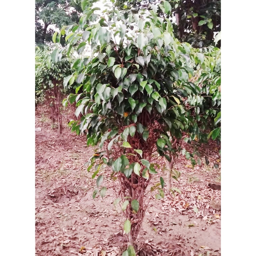 Ficus plant – Baag Bageecha