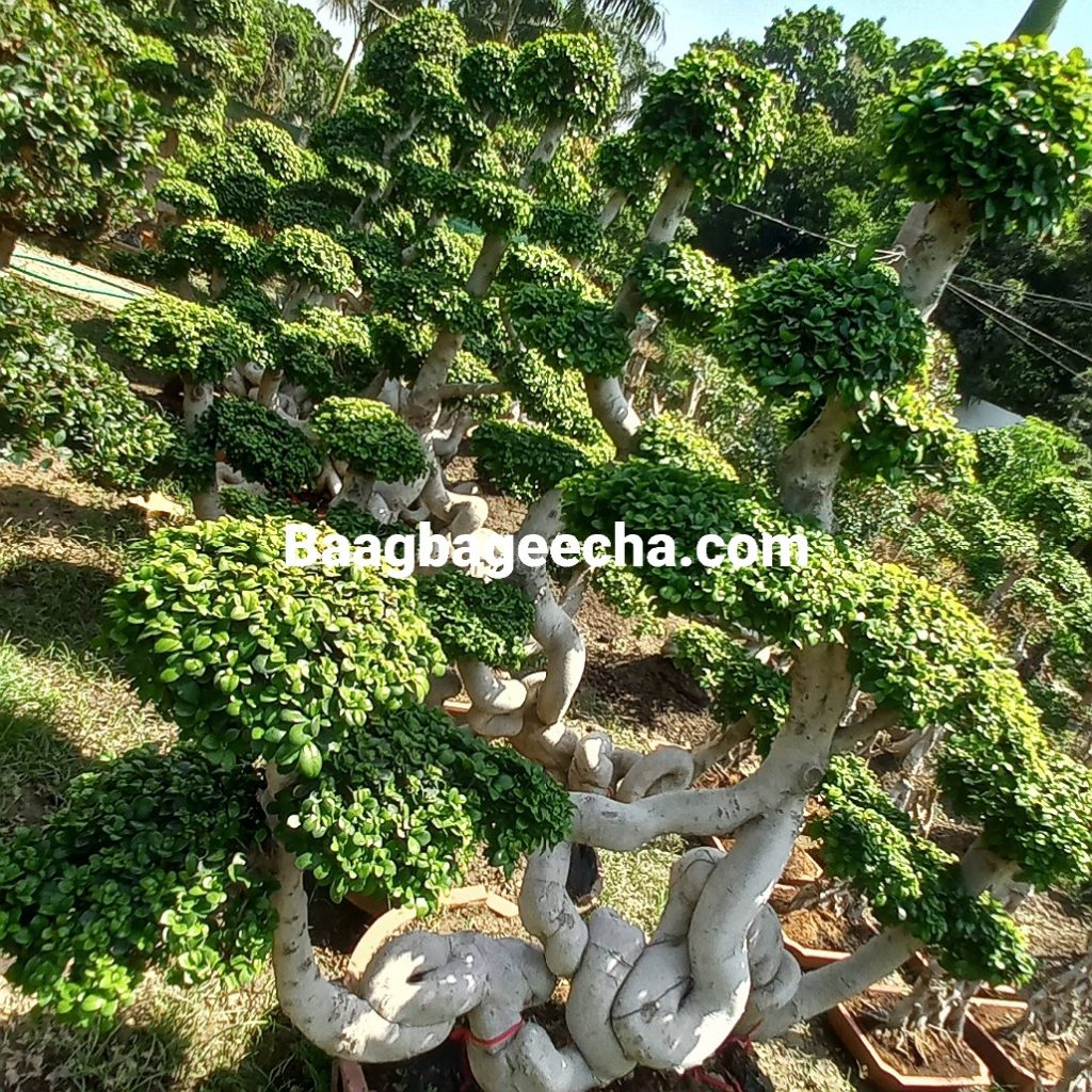 Bonsai Tree – Baag Bageecha