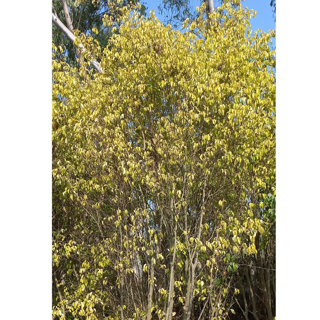 Ficus golden tree – Baag Bageecha