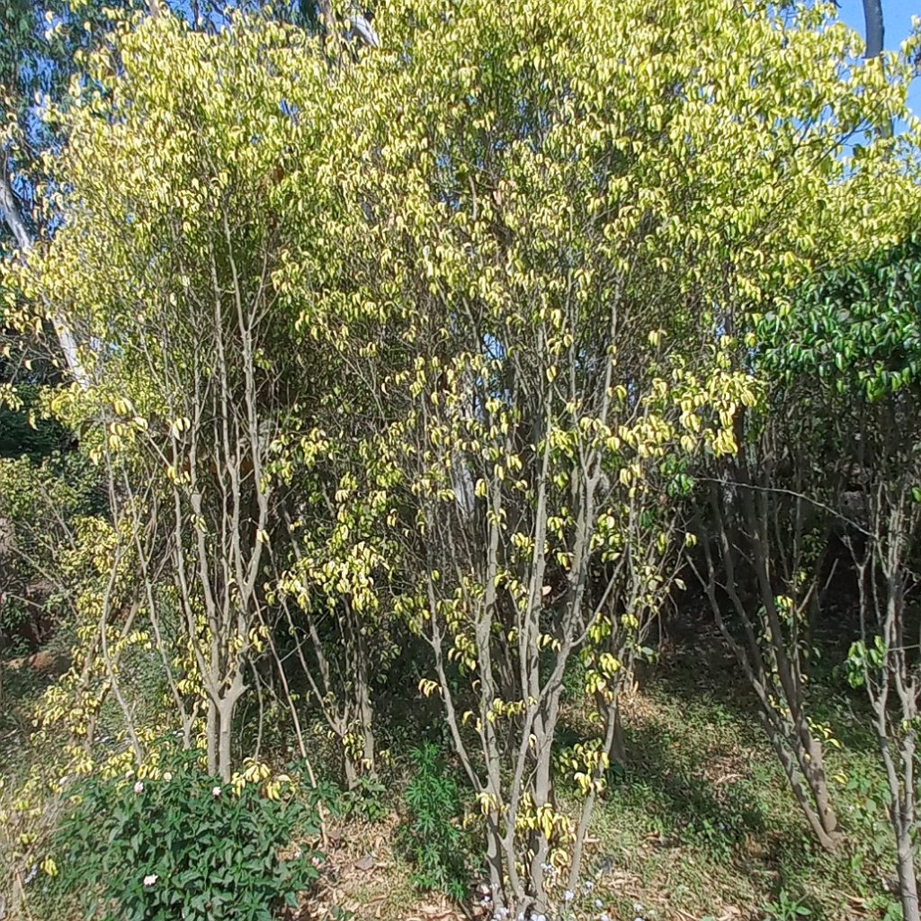 Ficus golden tree – Baag Bageecha