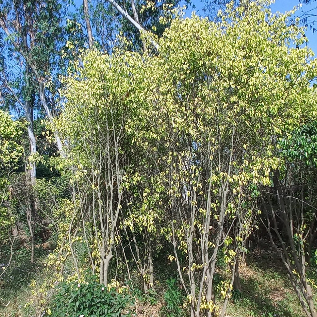 Ficus golden tree – Baag Bageecha