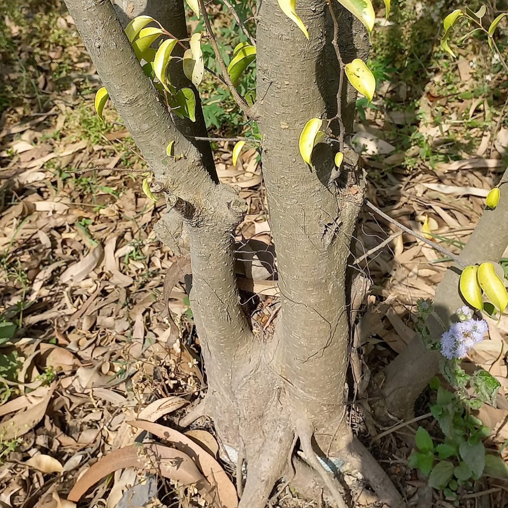 Ficus golden tree – Baag Bageecha