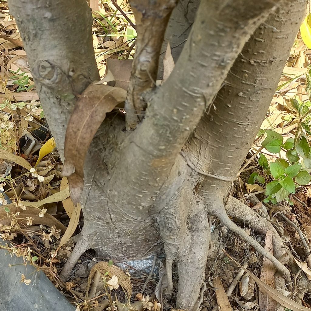 Ficus golden tree – Baag Bageecha